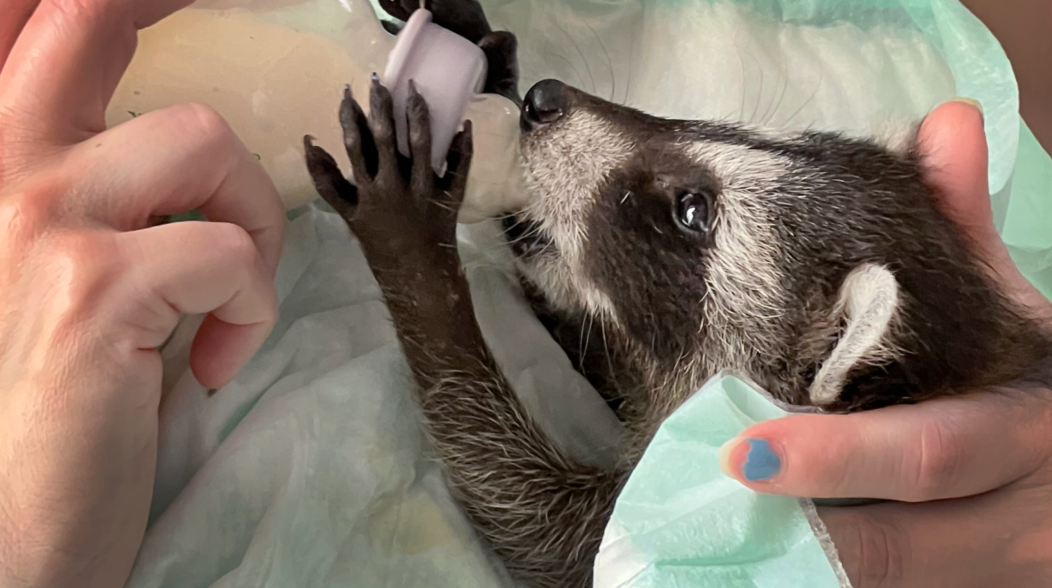 Scientific Raccoon Research Project(2022 to 2025) – LONESTAR PETS AND ...